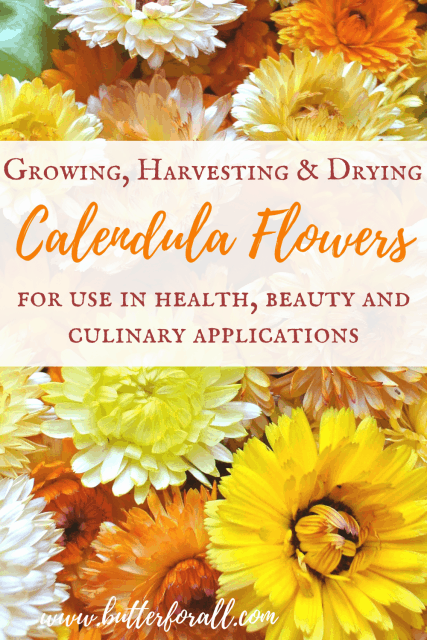 Growing, Harvesting, and Drying Calendula Flowers – With Recipes and ...