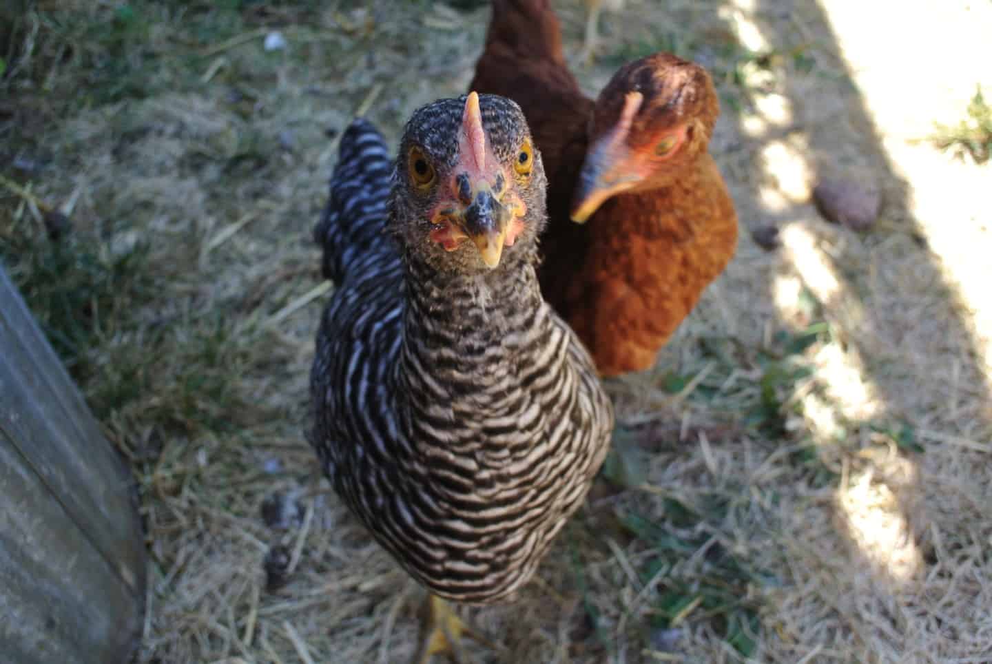 Raising Backyard Chickens for Eggs: A Beginner’s Guide with Soaked and ...