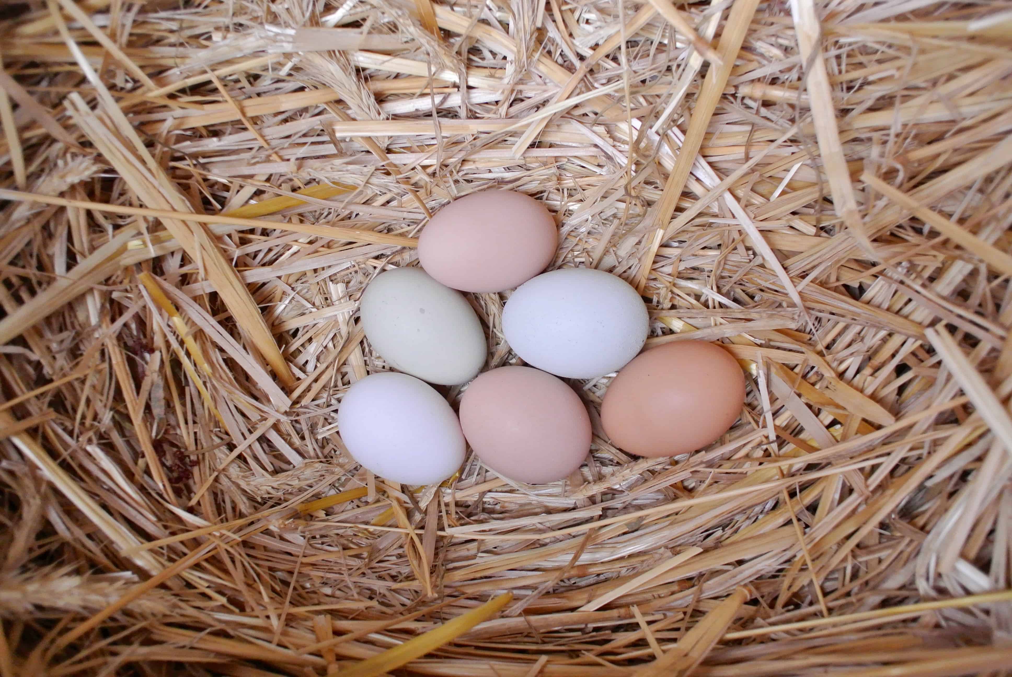 Raising Backyard Chickens for Eggs: A Beginner’s Guide with Soaked and ...