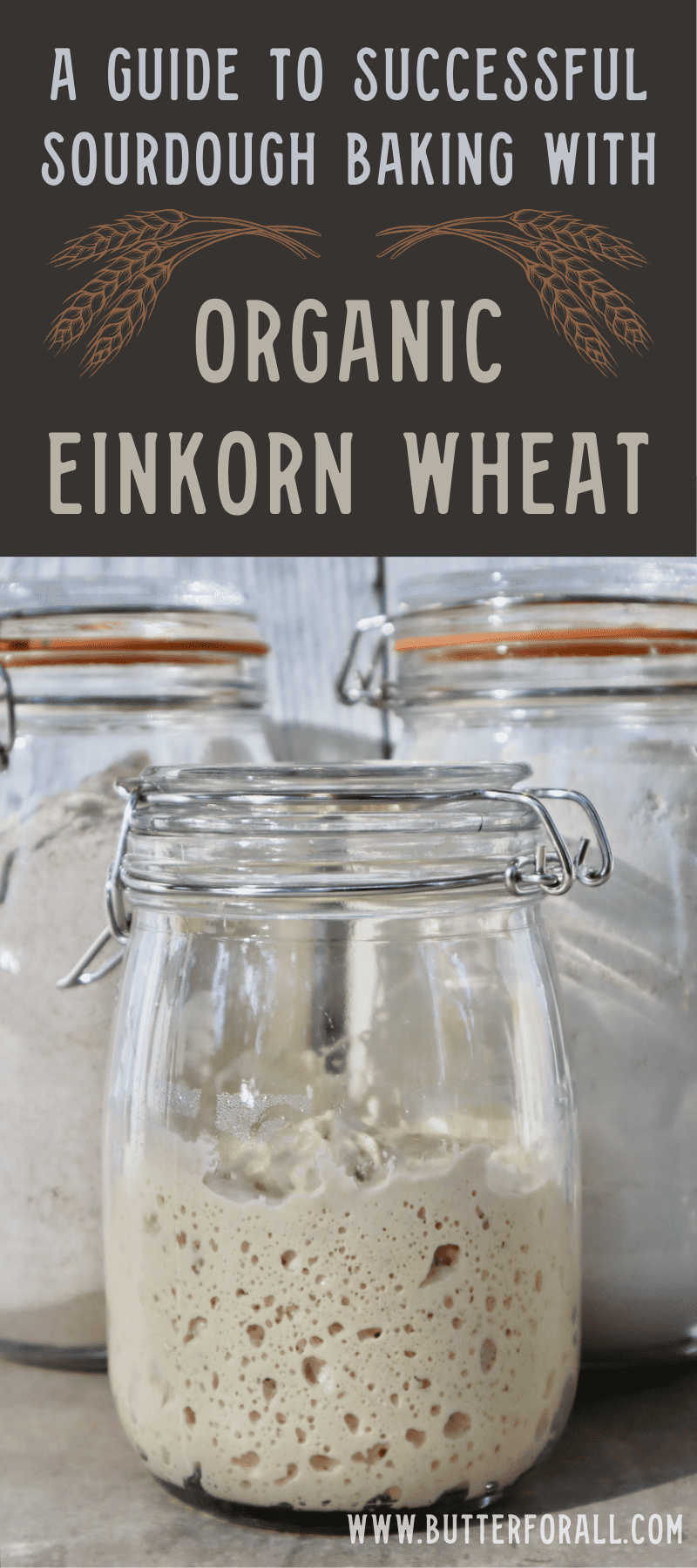 A Guide to Successful Sourdough Baking With Organic Einkorn Wheat ...